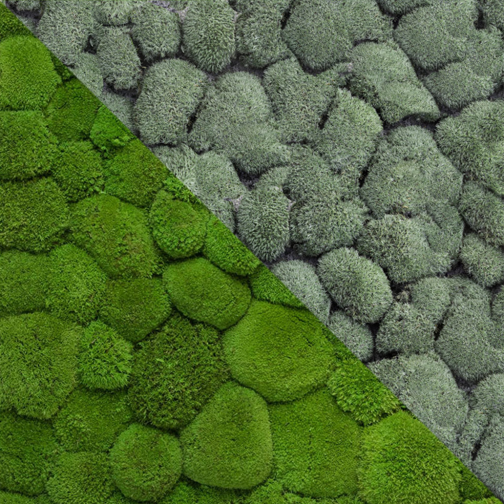 Types of moss - Euromoos | Premium Moos Produzent