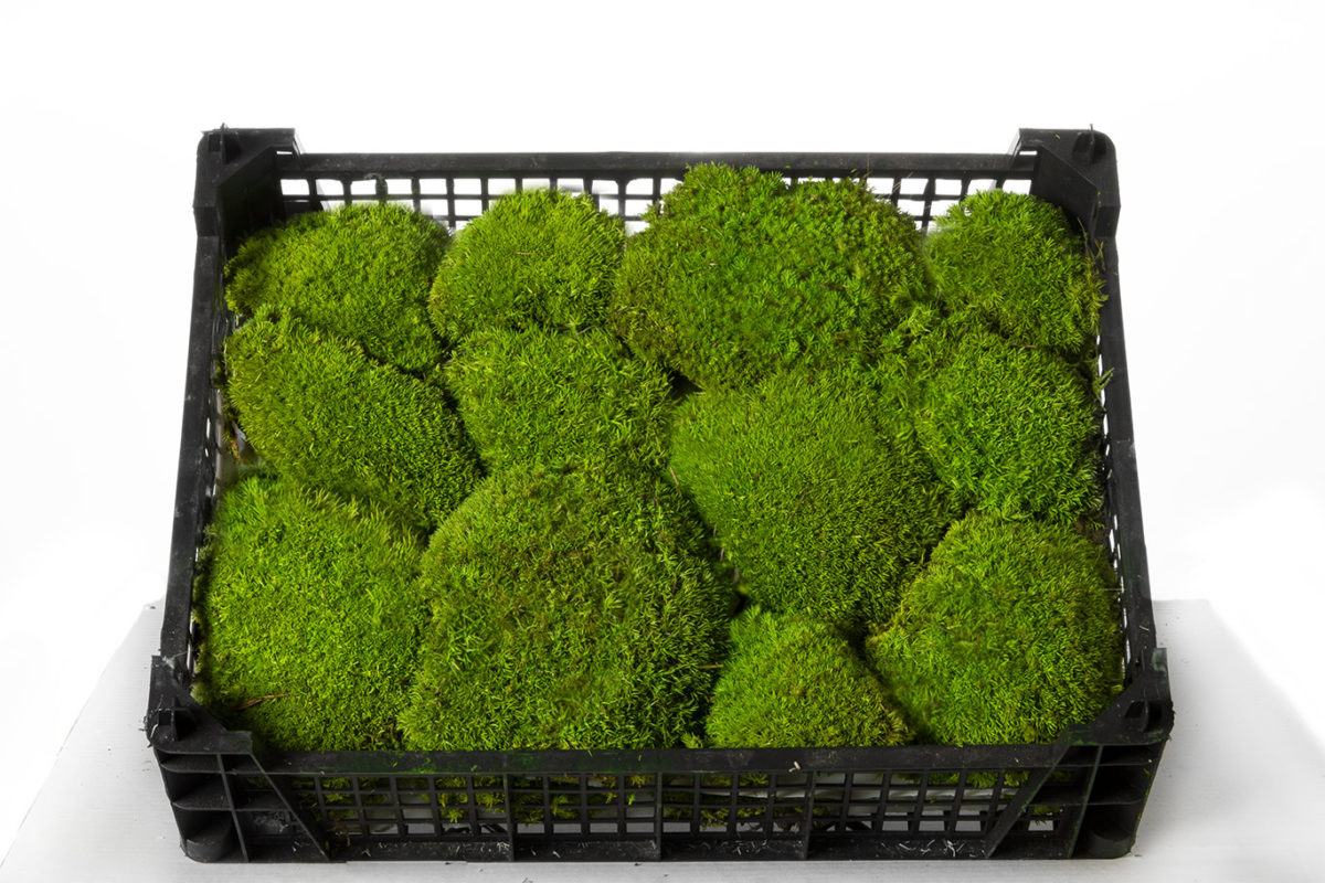 BALE MOSS - Euromoos | Premium Moos Produzent