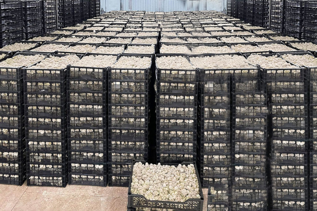 EUROMOOS GmbH | Premium producer of all types of moss