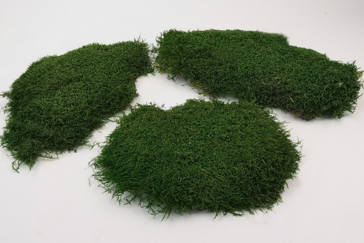 Flat moss - Euromoos | Premium Moos Produzent