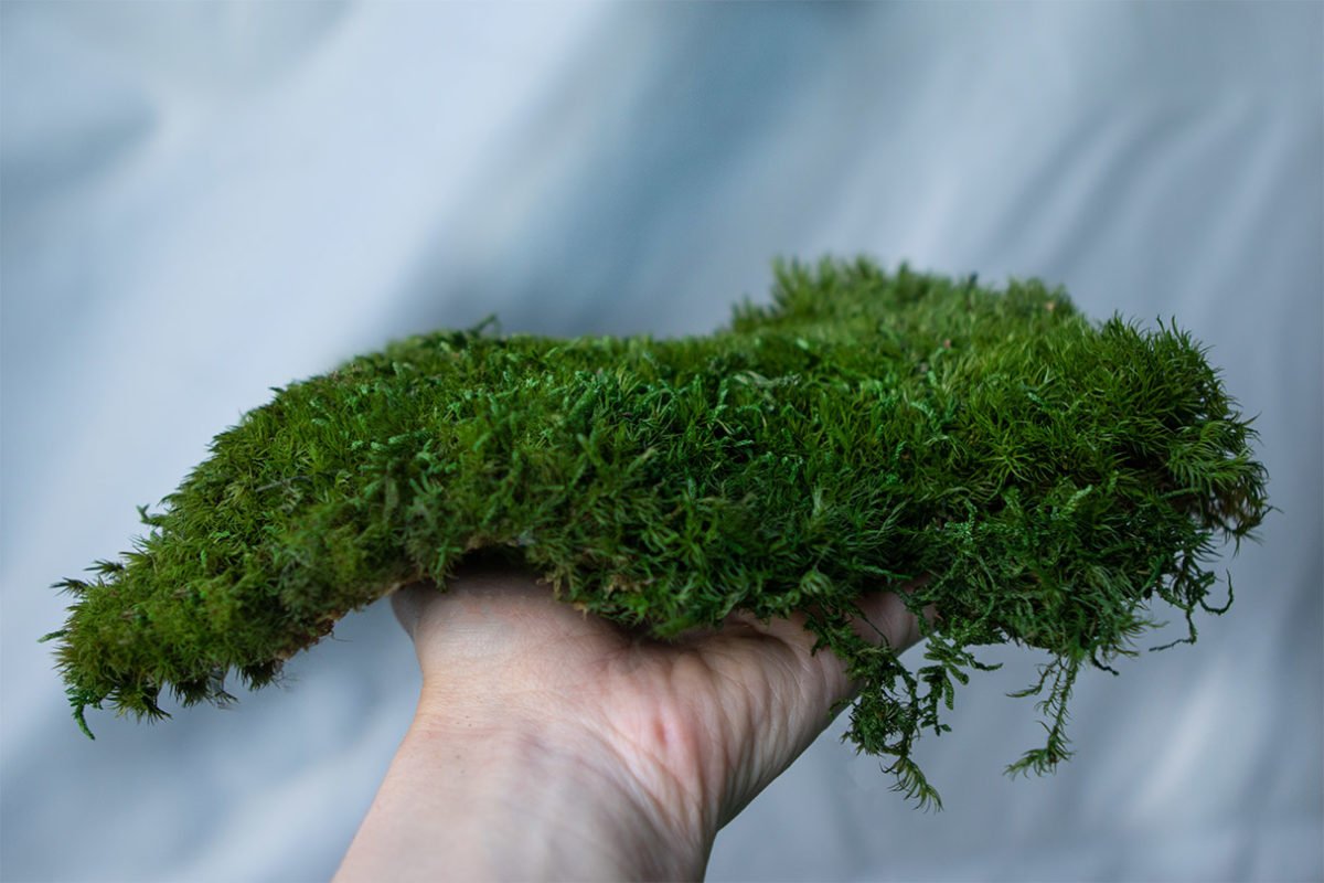 Flat moss - Euromoos | Premium Moos Produzent